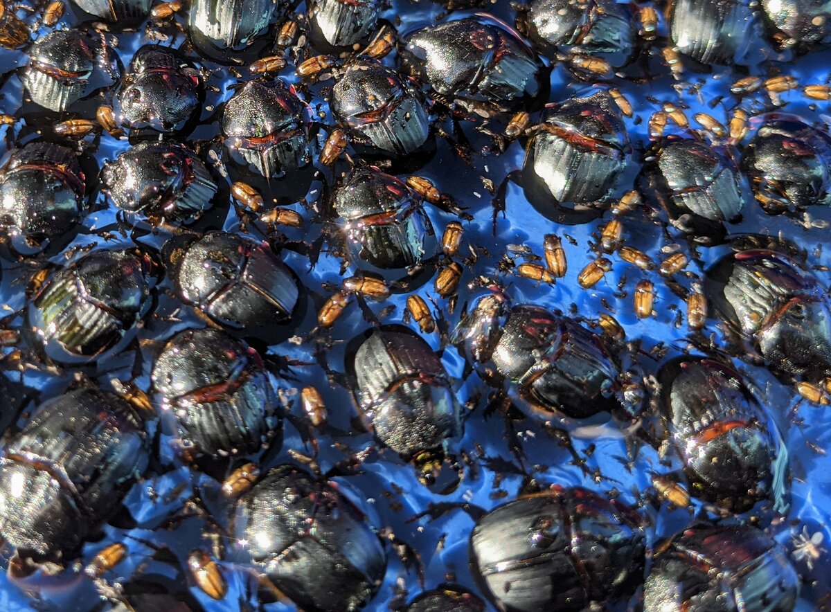 Dung Beetles | EcoInsects