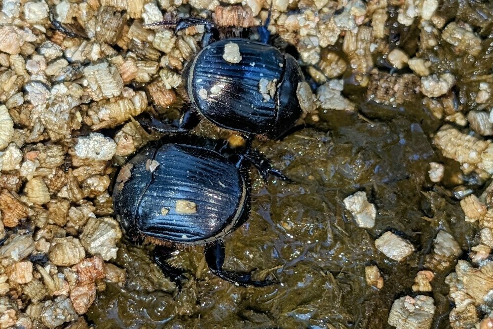 Dung Beetles | EcoInsects