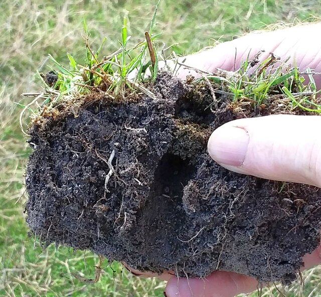 Dung Beetles | EcoInsects