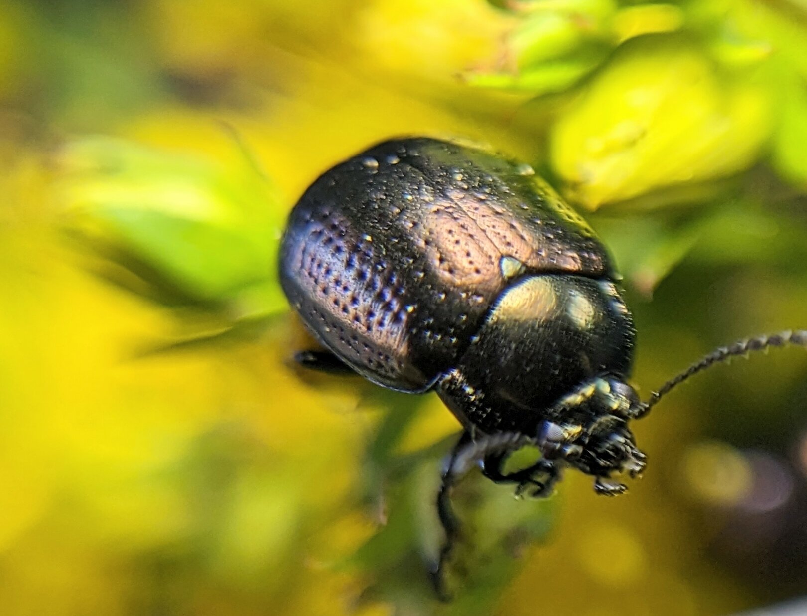 Biocontrol Beetles | EcoInsects