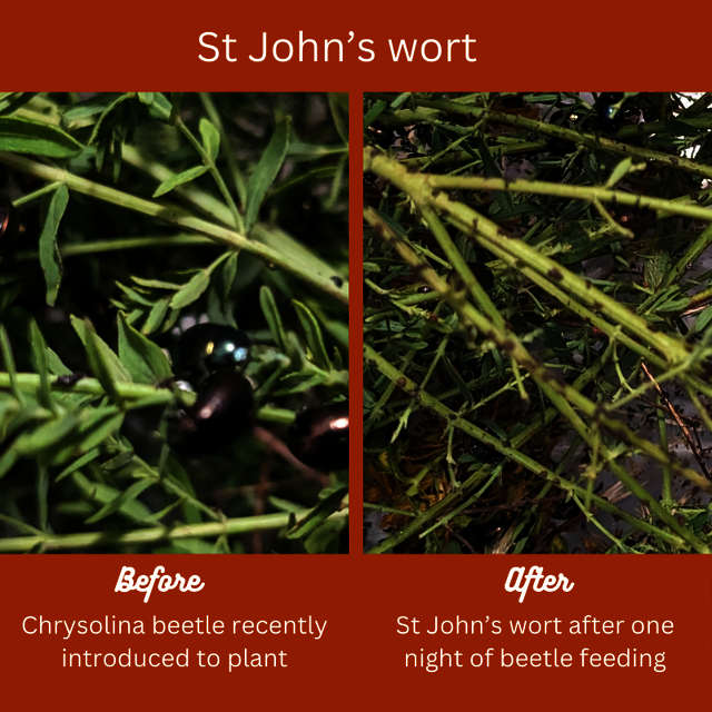 Biocontrol Beetles | EcoInsects