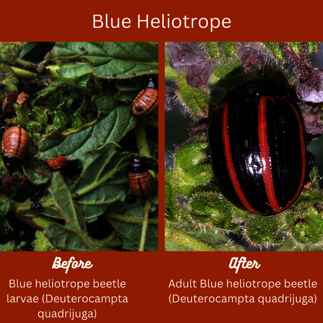 Biocontrol Beetles | EcoInsects