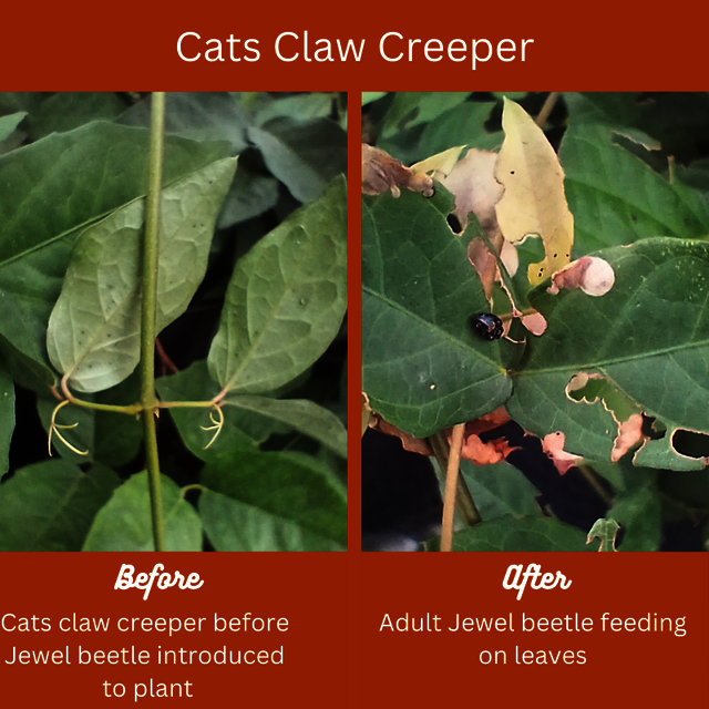 Biocontrol Beetles | EcoInsects