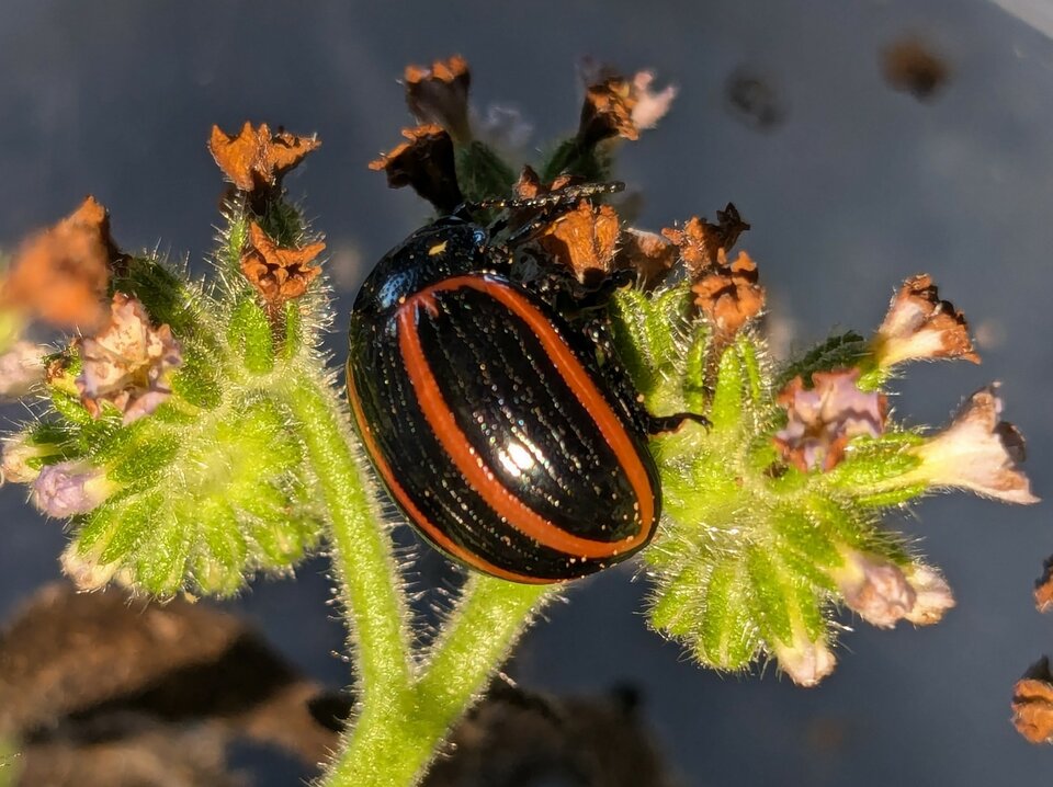 Biocontrol Insects | EcoInsects