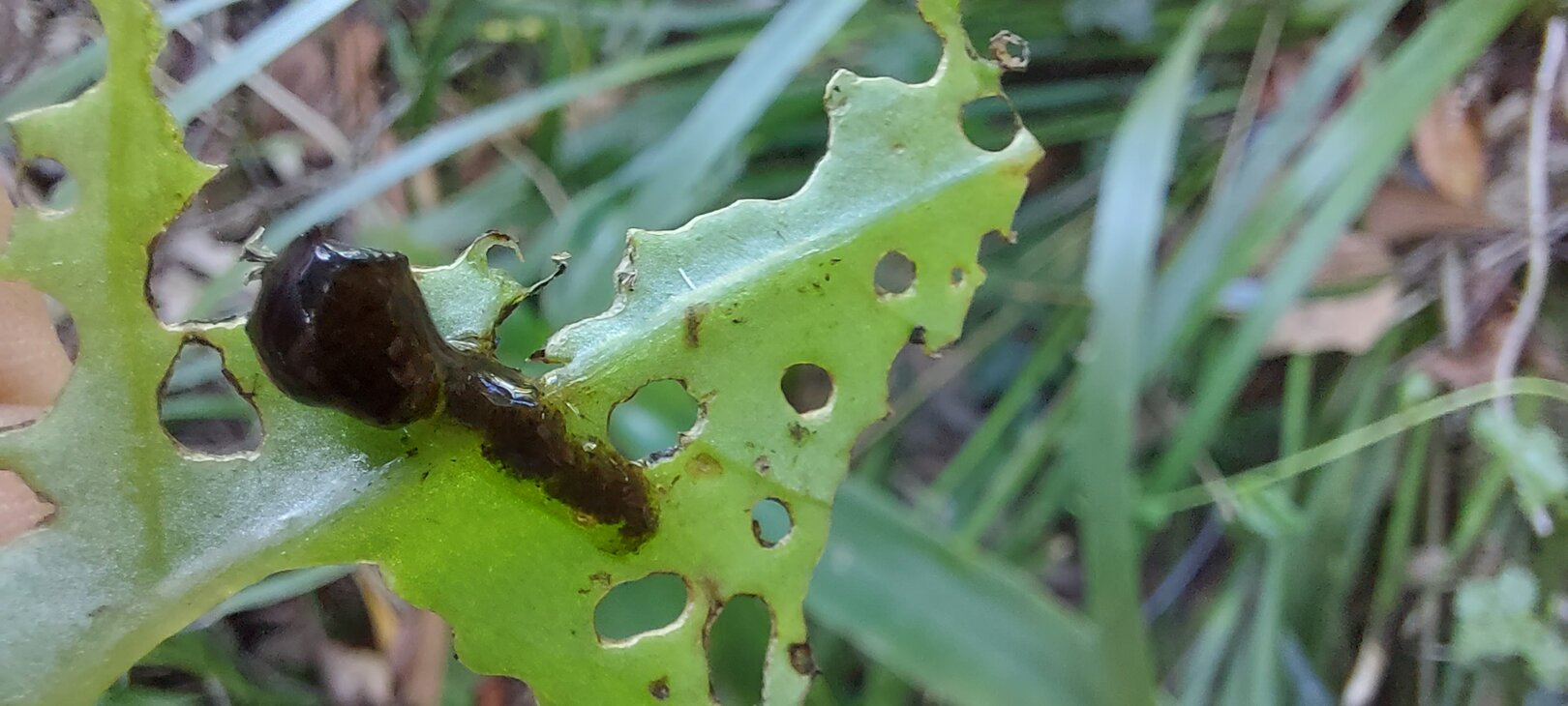 Buy Biocontrol Insects| EcoInsects