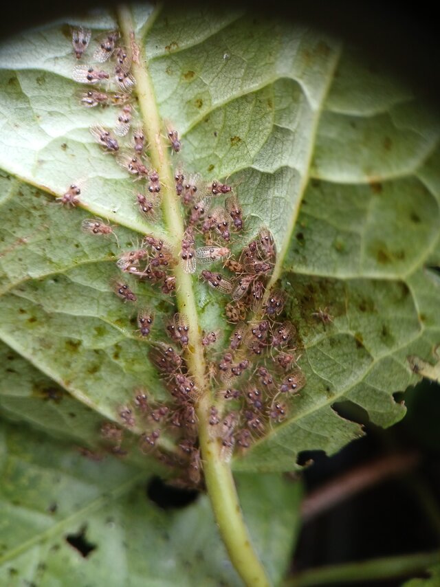 Buy Biocontrol Insects| EcoInsects