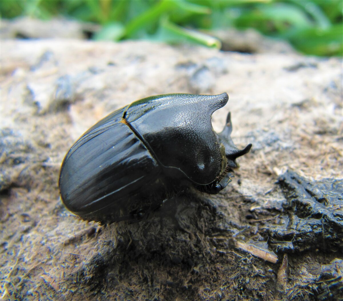Dung Beetles | EcoInsects